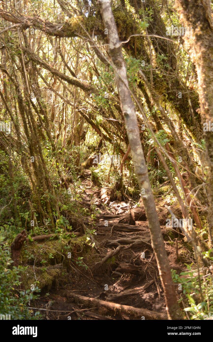 impenetrable jungle, very dense forest full of vegetation and humidity ...