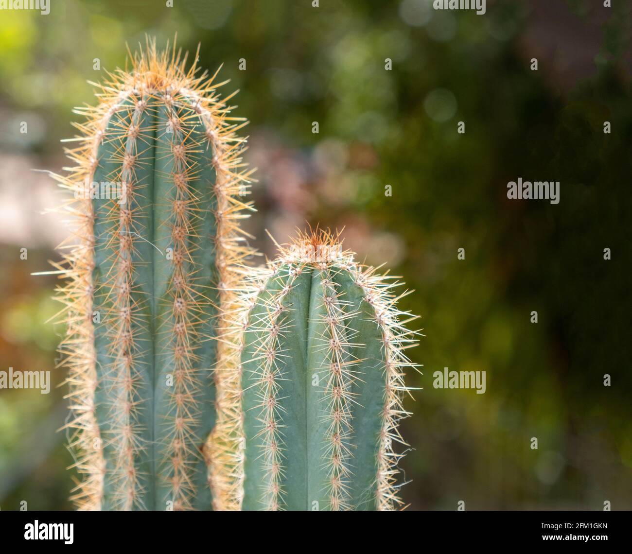 Tropical plants with thorns hi-res stock photography and images - Alamy