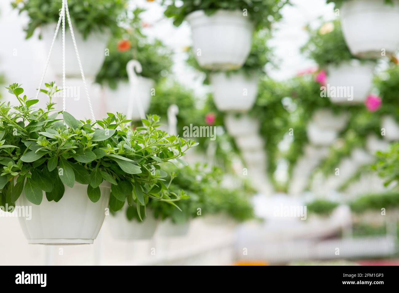 Botany and plant cultivation, startup and small business Stock Photo ...