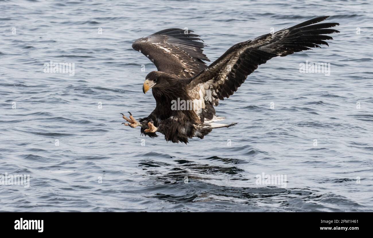 The eagle spread out its seven-foot wide wings to steady itself on the ...