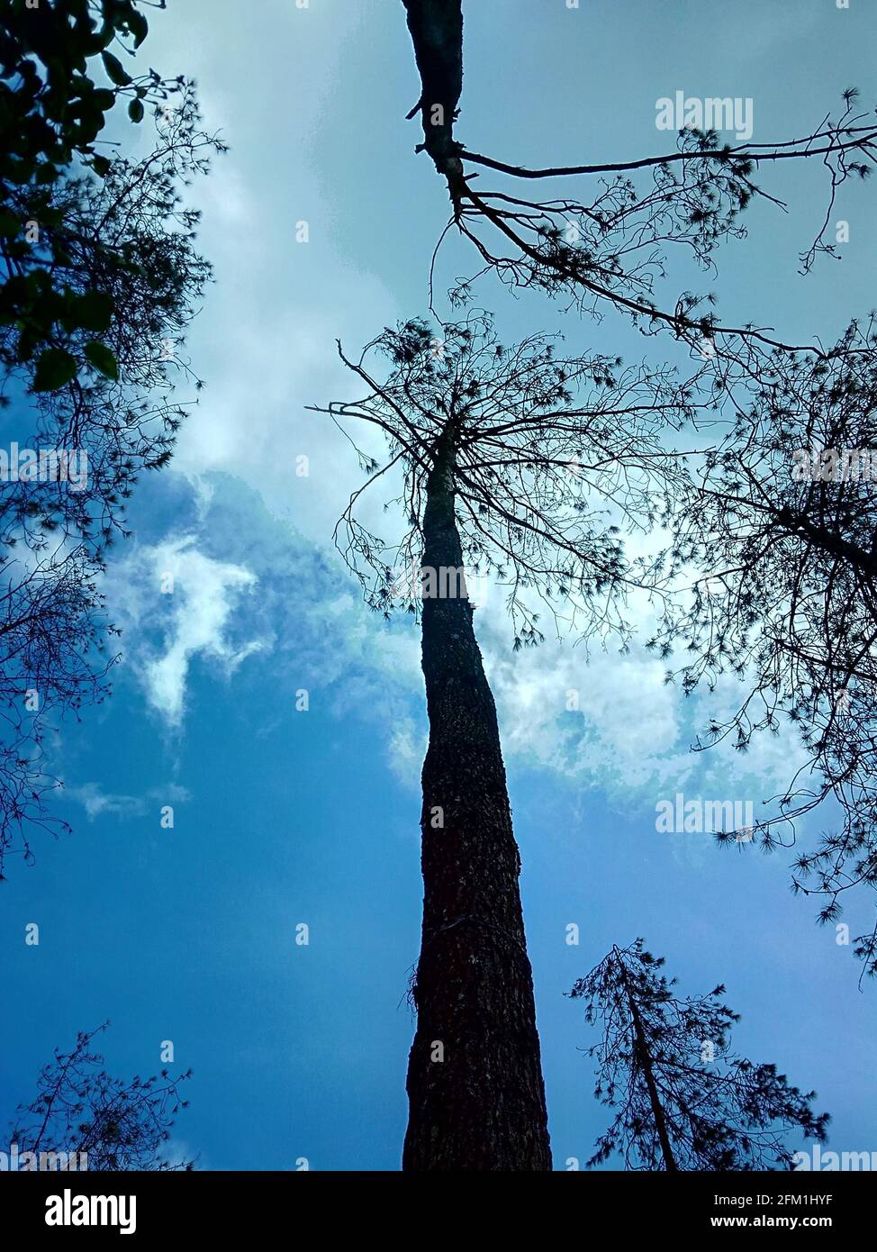 Pine tree high on the mountain photo Stock Photo - Alamy