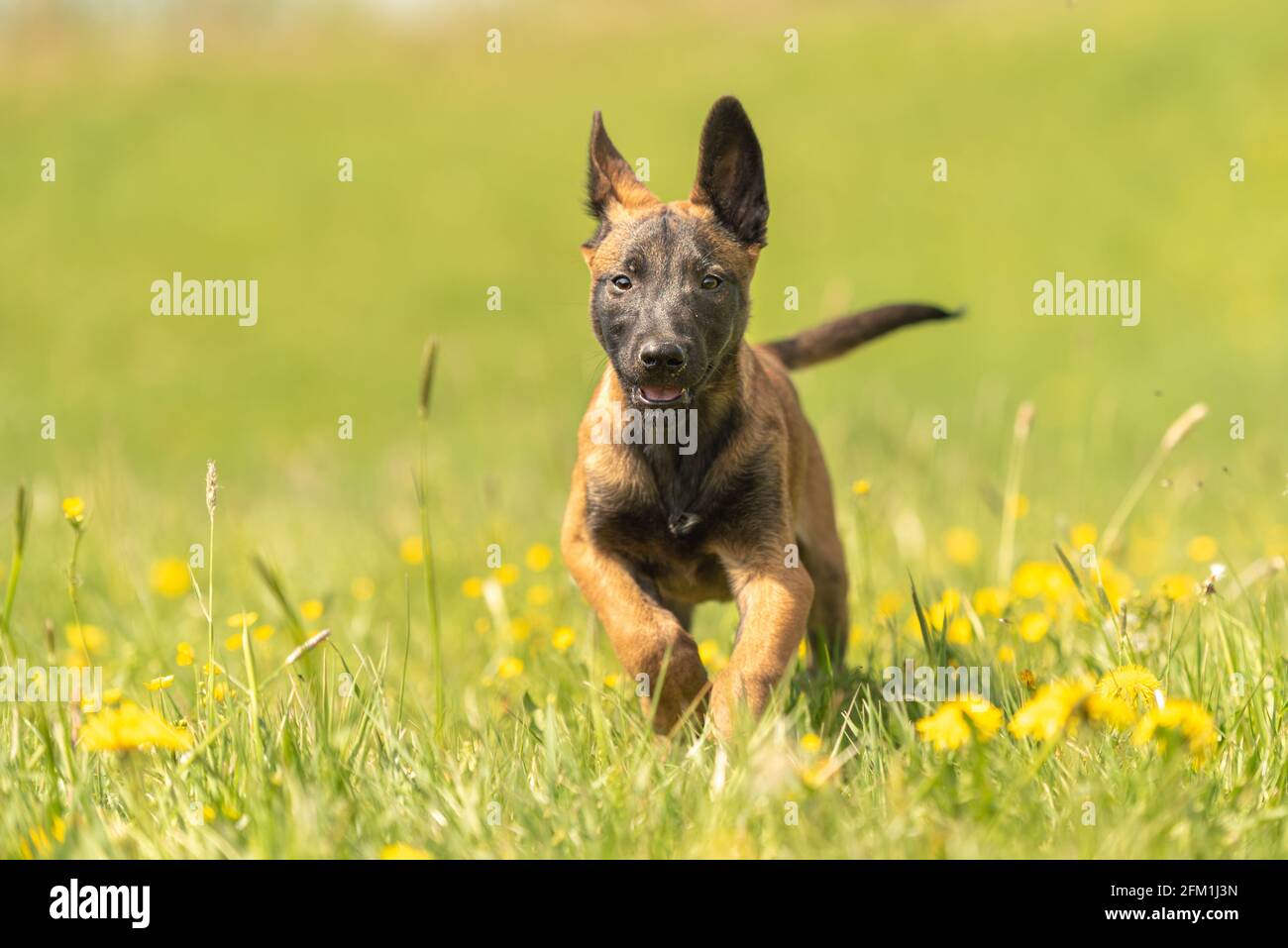 Mali dog hi-res stock photography and images - Alamy