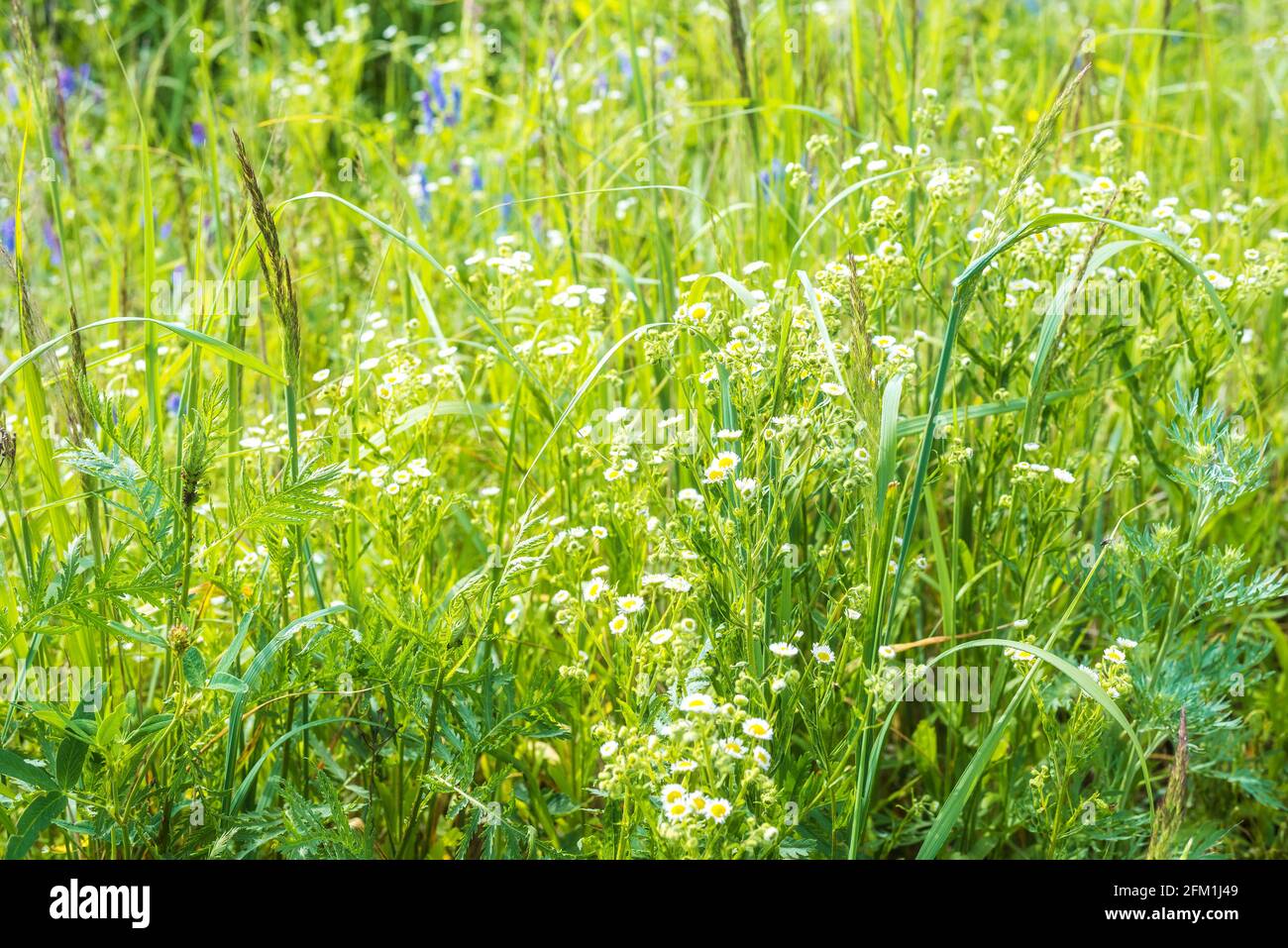 Forbs hi-res stock photography and images - Alamy