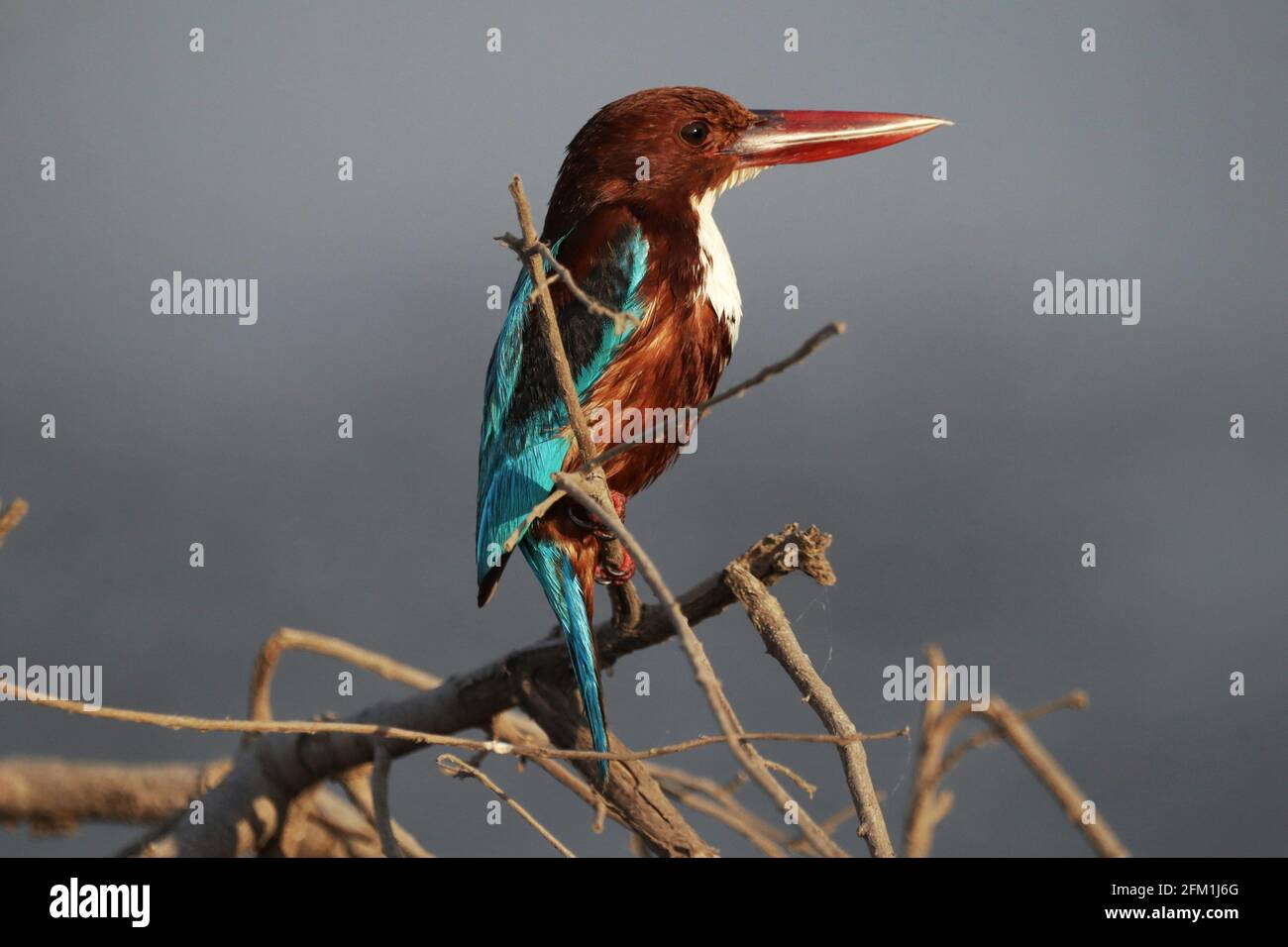 White-throated Kingfisher perched on a tree twig on a blurred ...