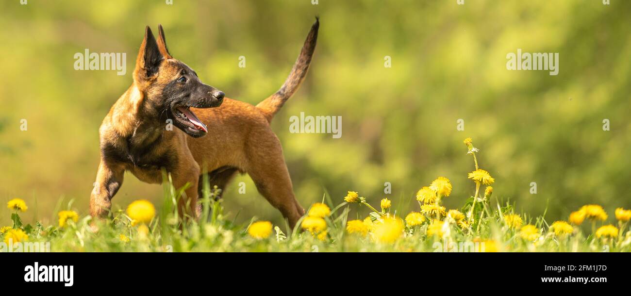 Mali Dog High Resolution Stock Photography and Images - Alamy