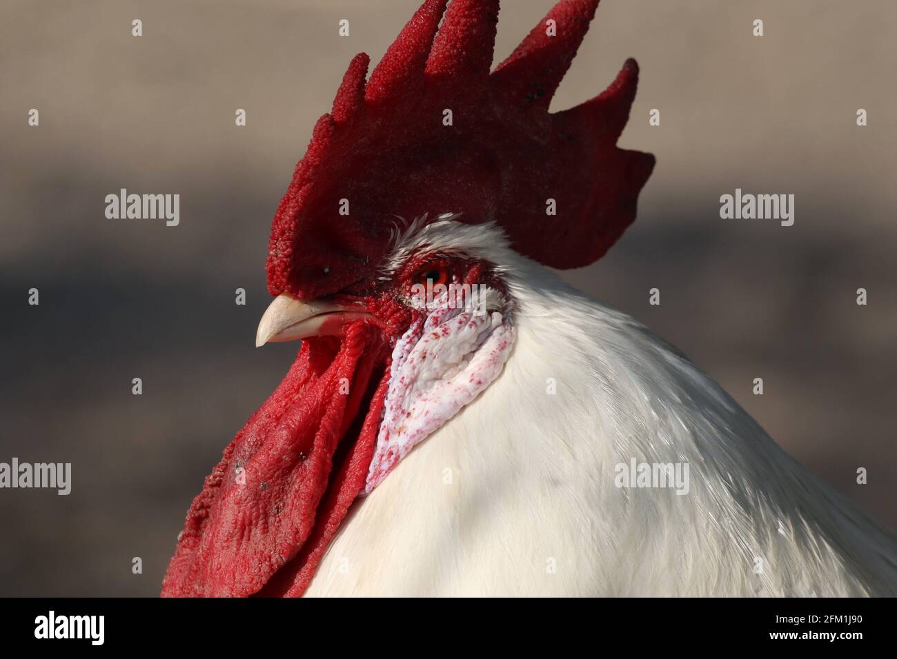 Closeup shot of the head of a rooster on a blurred background Stock ...