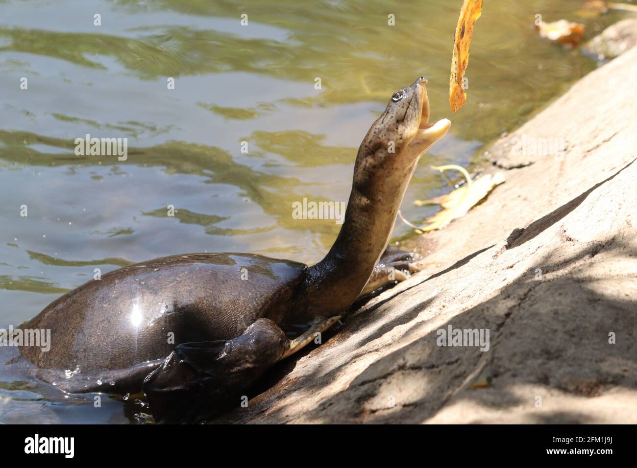 Turtle coming out of the water hi-res stock photography and images - Alamy