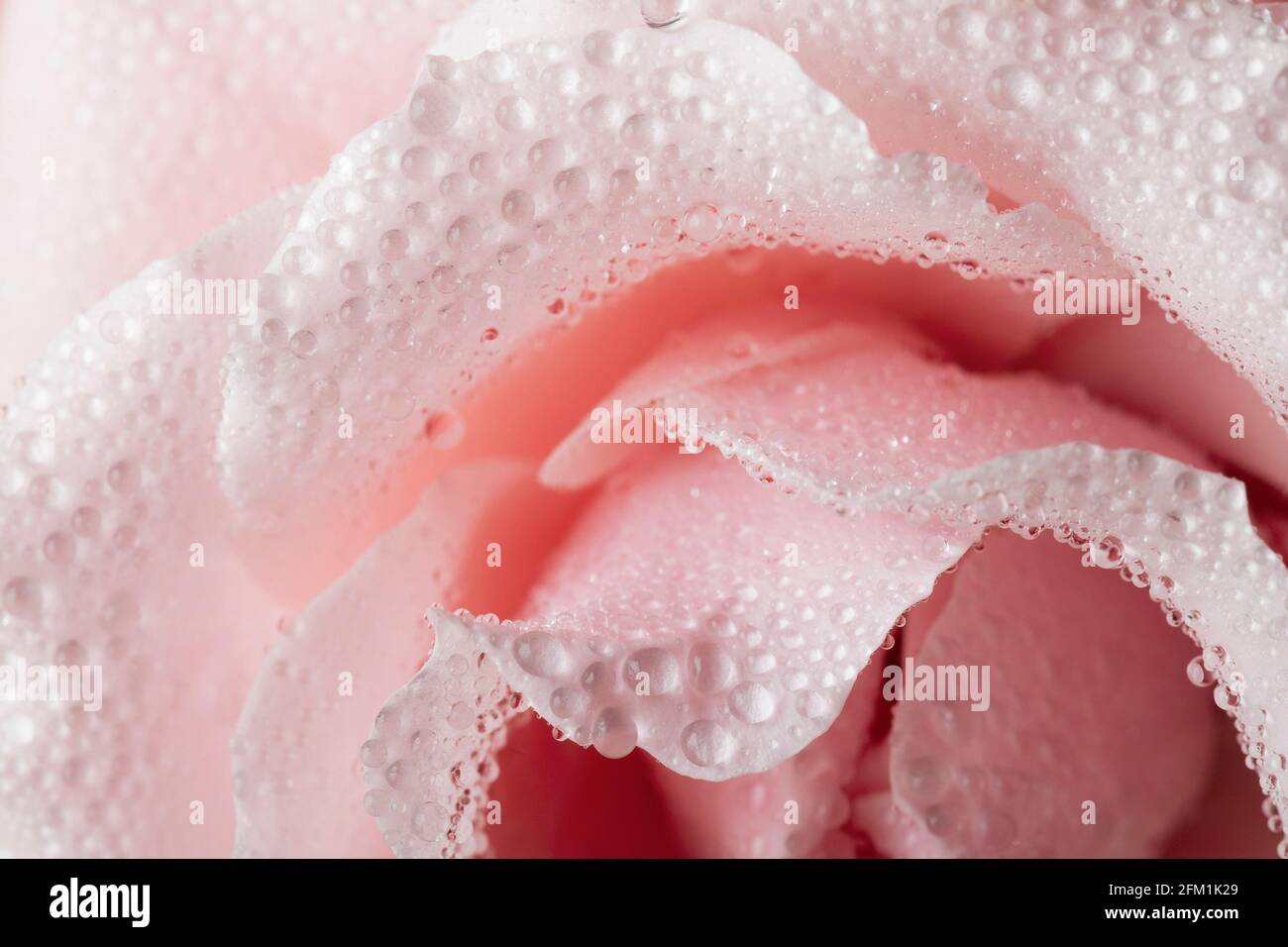 Pink rose with water drops Stock Photo - Alamy