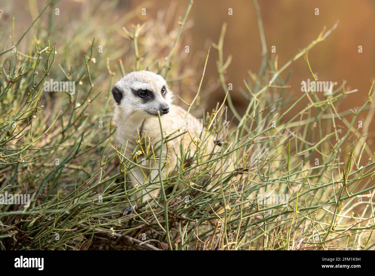 Meerkat foraging hi-res stock photography and images - Alamy