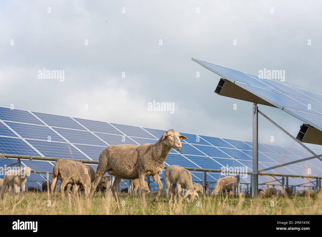 many solar power panels with grazing sheeps - photovoltaic system Stock ...