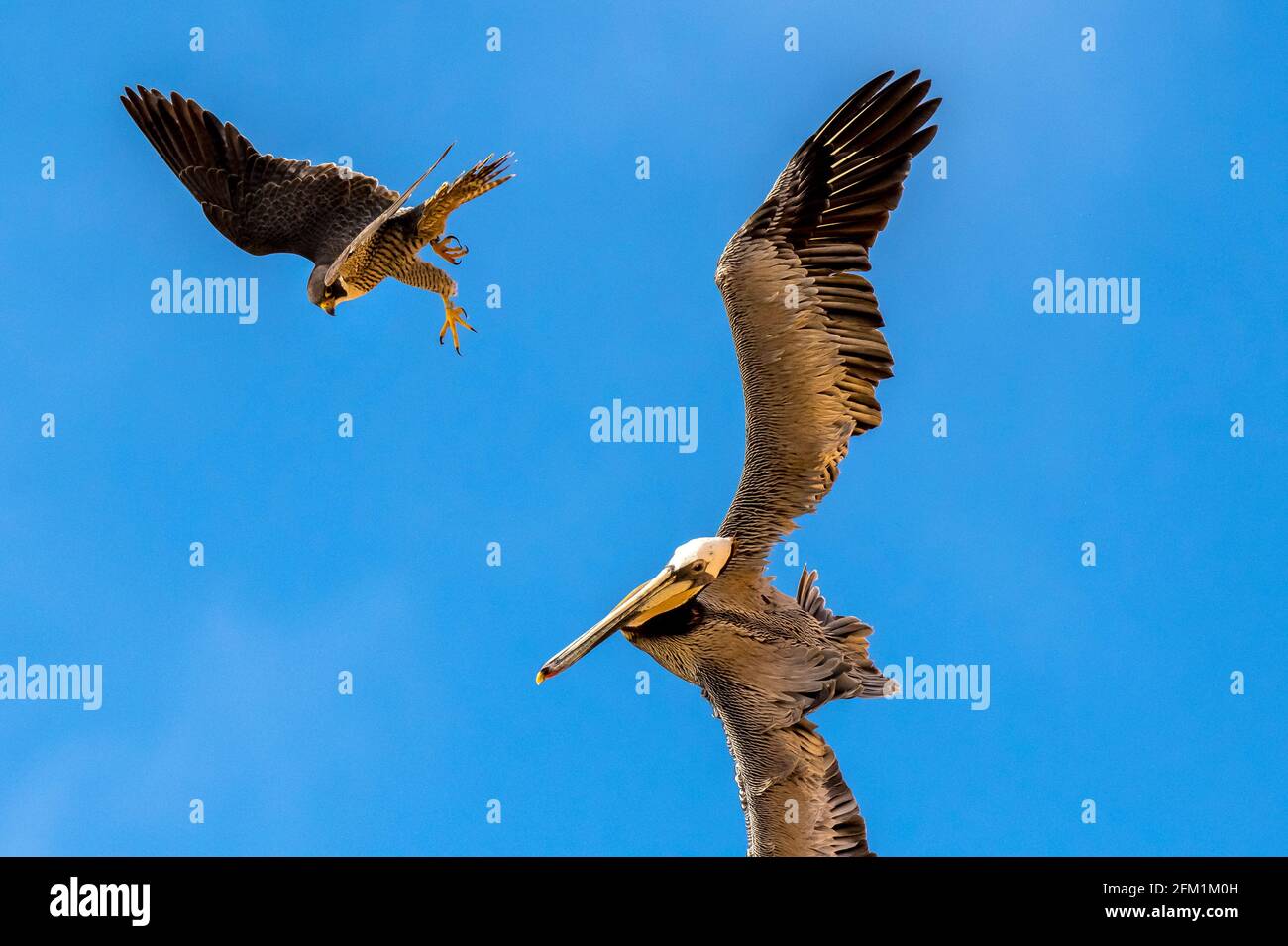 Peregrine Falcon Attacking Pelicans