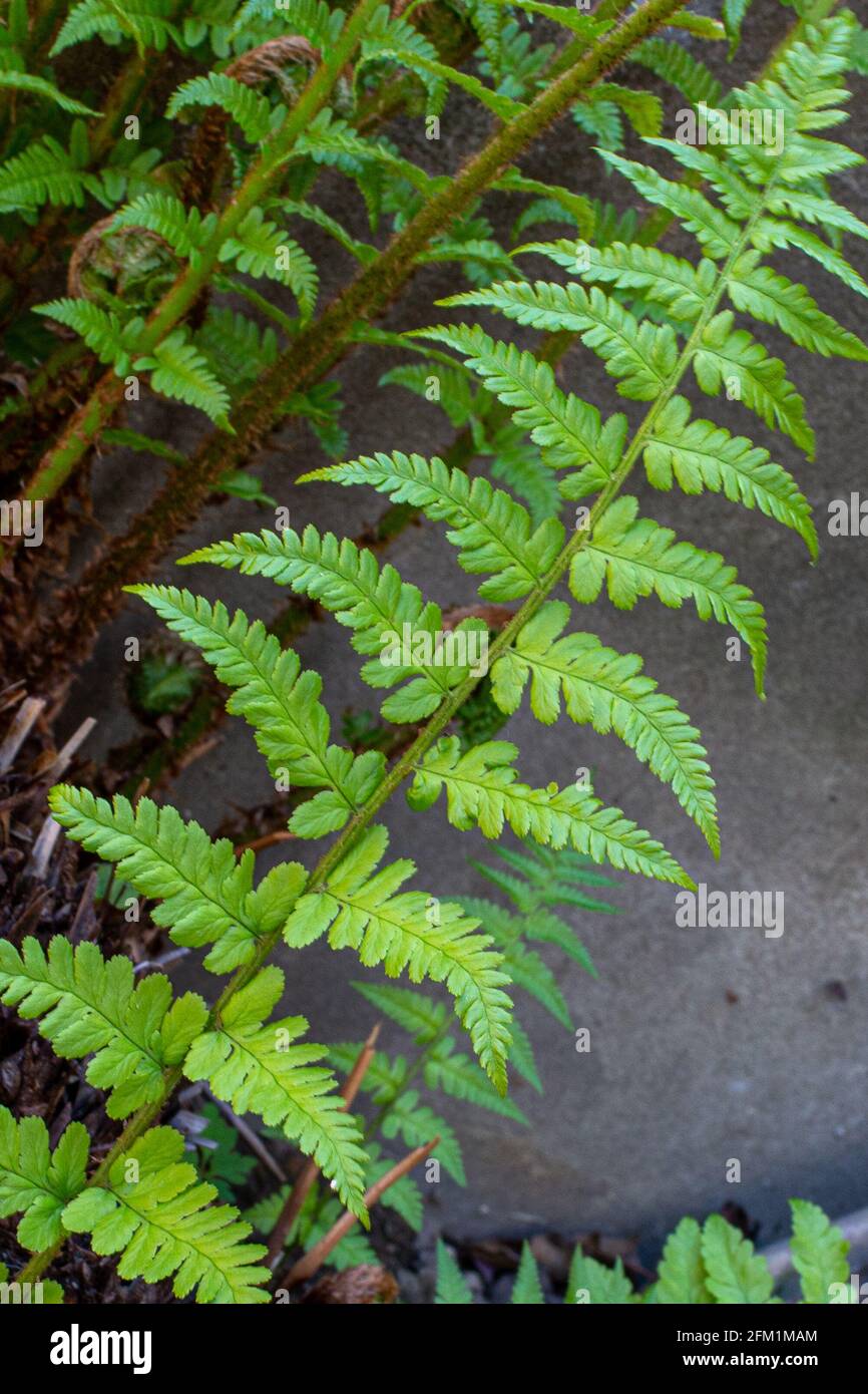 Golden ratio in nature hi-res stock photography and images - Alamy