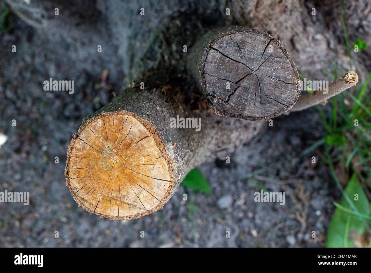 Cross section of tree stump hi-res stock photography and images - Alamy