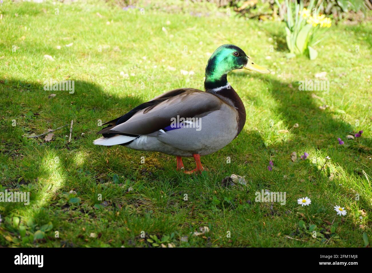 A drake in sunshine Stock Photo - Alamy