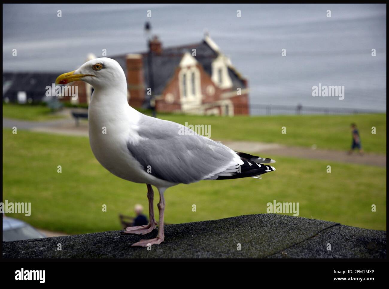 A seagull at Whitby Stock Photo - Alamy
