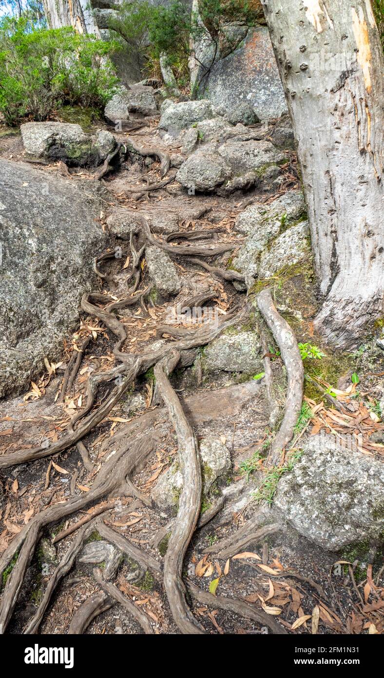 Eucalyptus tree trunk roots on the Castle Rock Walk Trail Porongurup ...