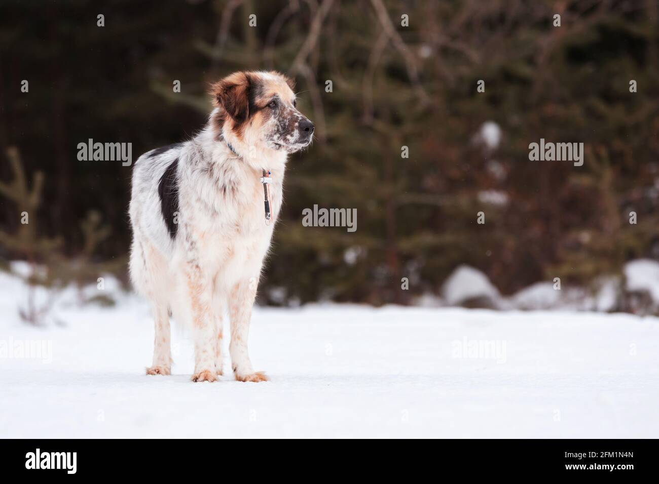 Big dog standing, winter forest background, pine trees and stones Stock ...