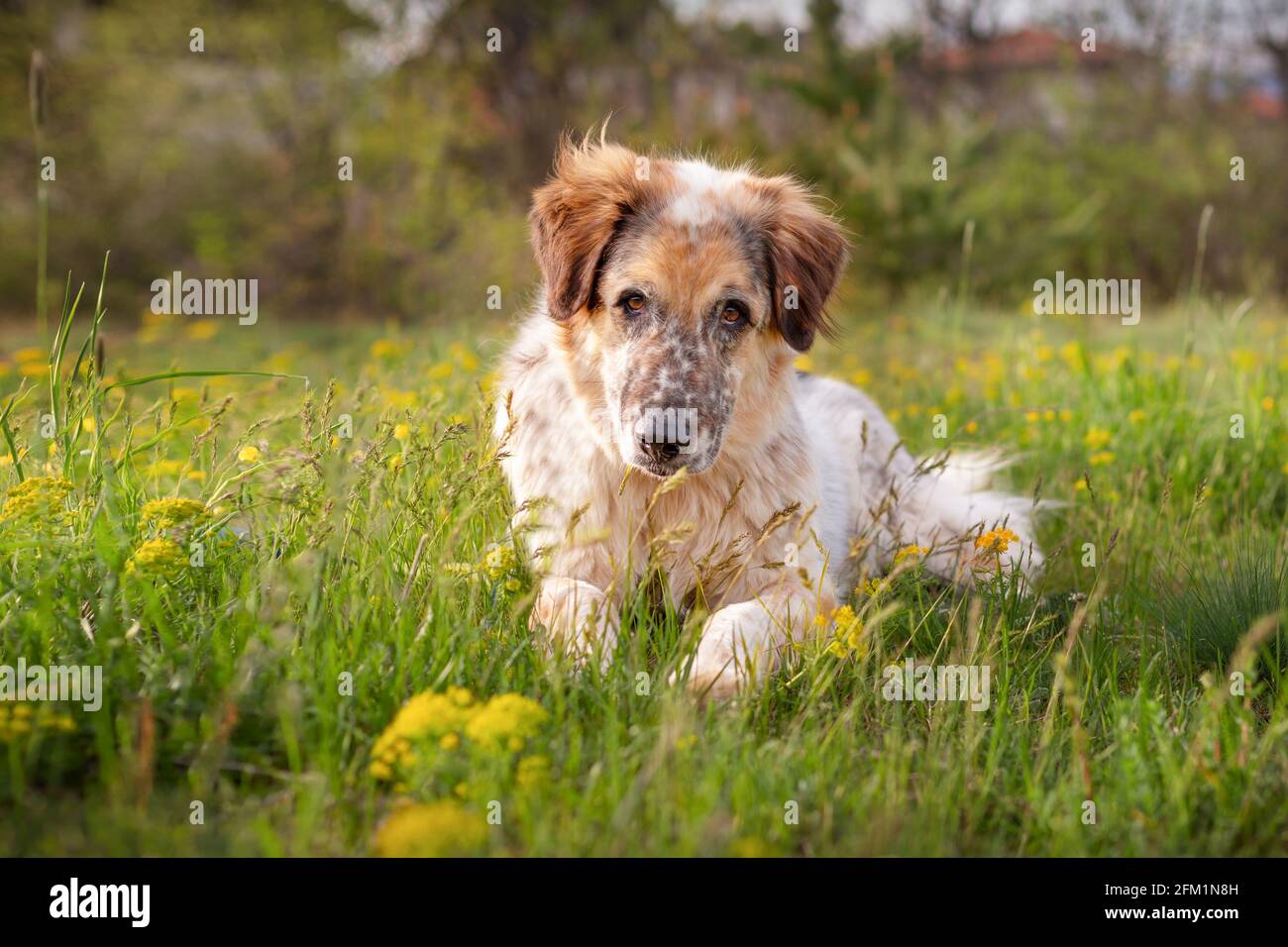 Dog lying near tree hi-res stock photography and images - Alamy