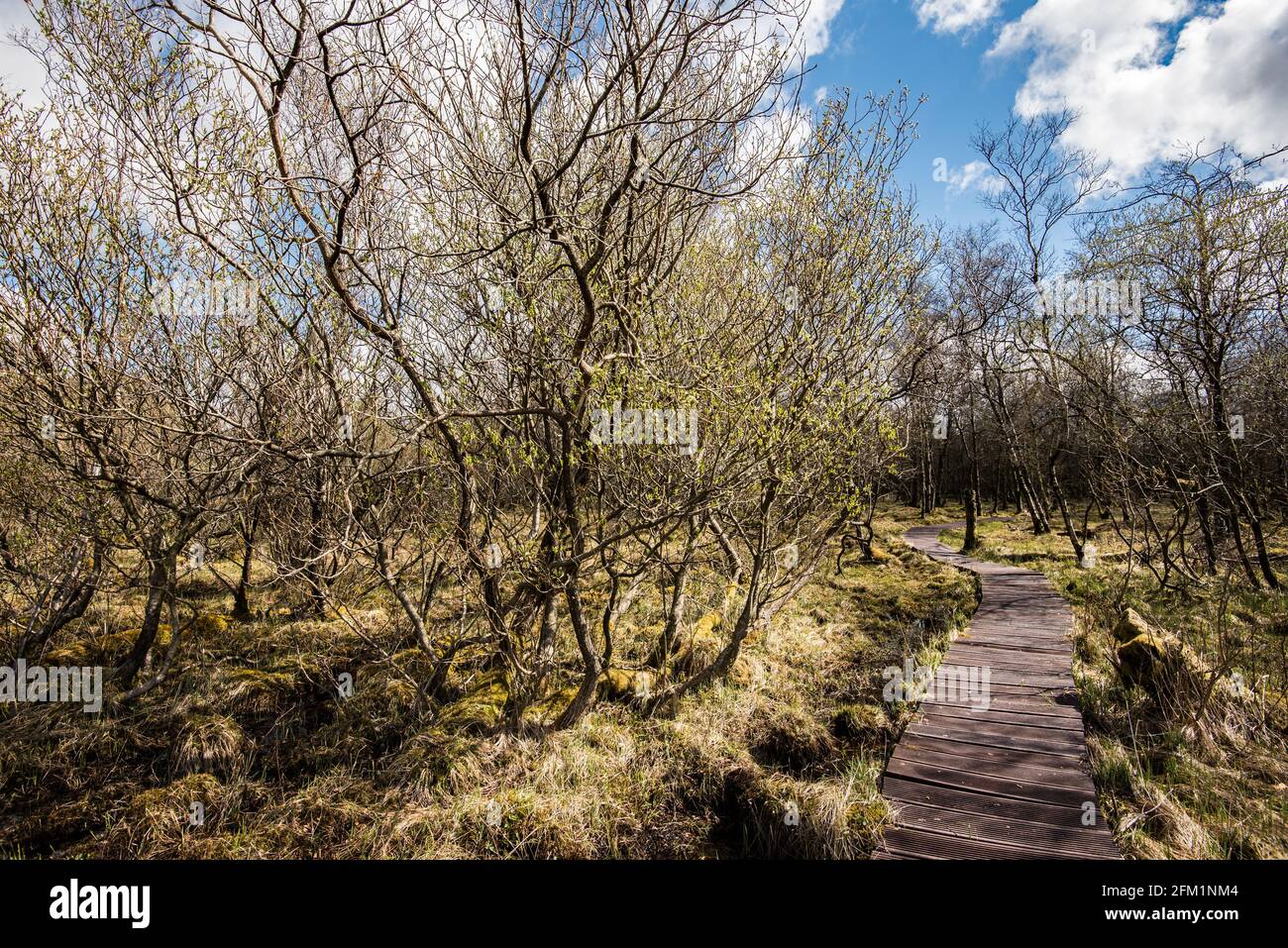Tarn Moss, National Trust, Malham, North Yorkshire Stock Photo - Alamy