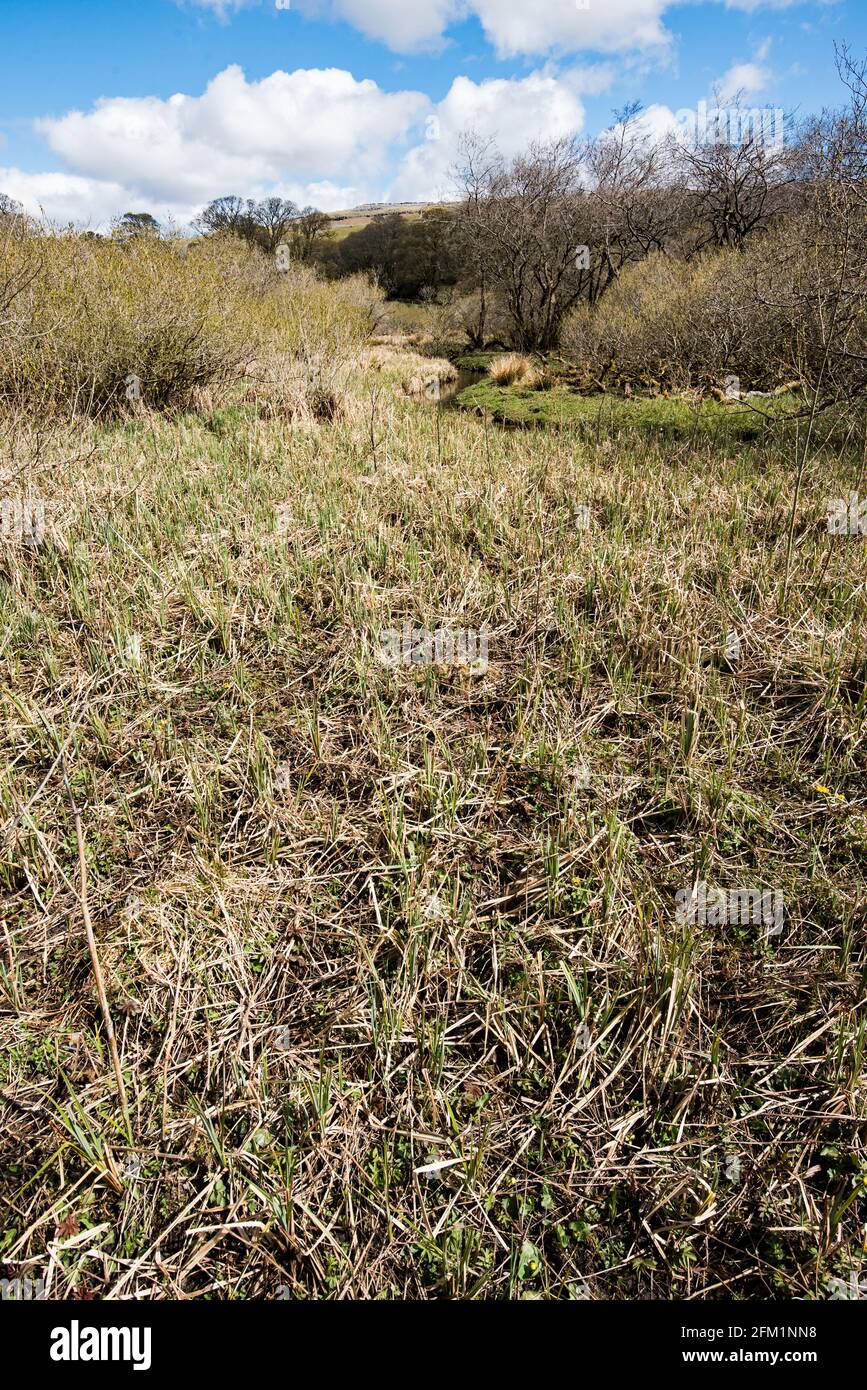 Tarn Moss, National Trust, Malham, North Yorkshire Stock Photo - Alamy