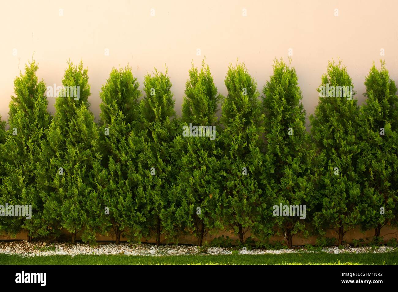 Japanese thuja trees in a park against a beige wall Stock Photo - Alamy