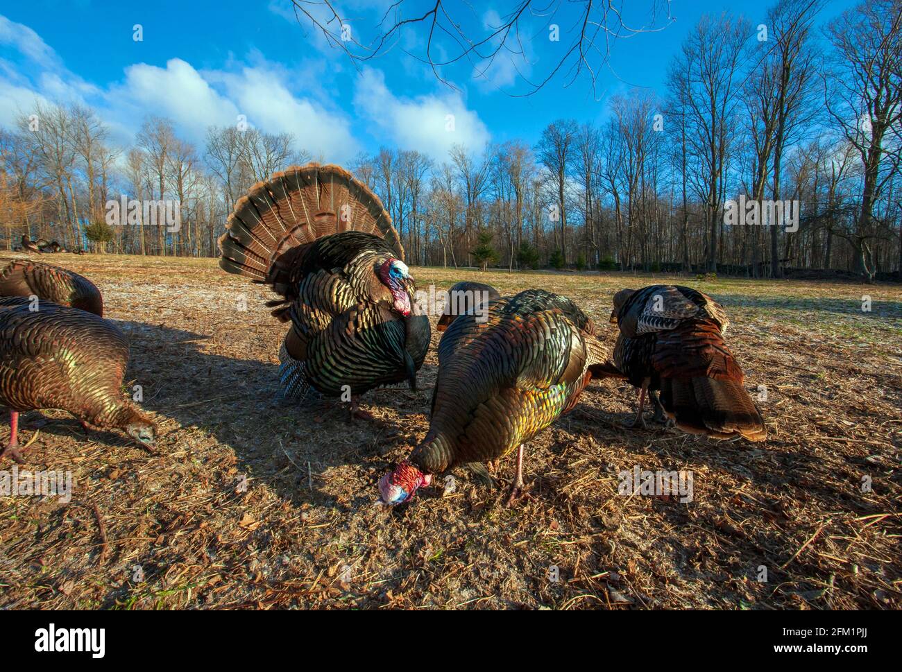 Turkey in breeding season hi-res stock photography and images - Alamy