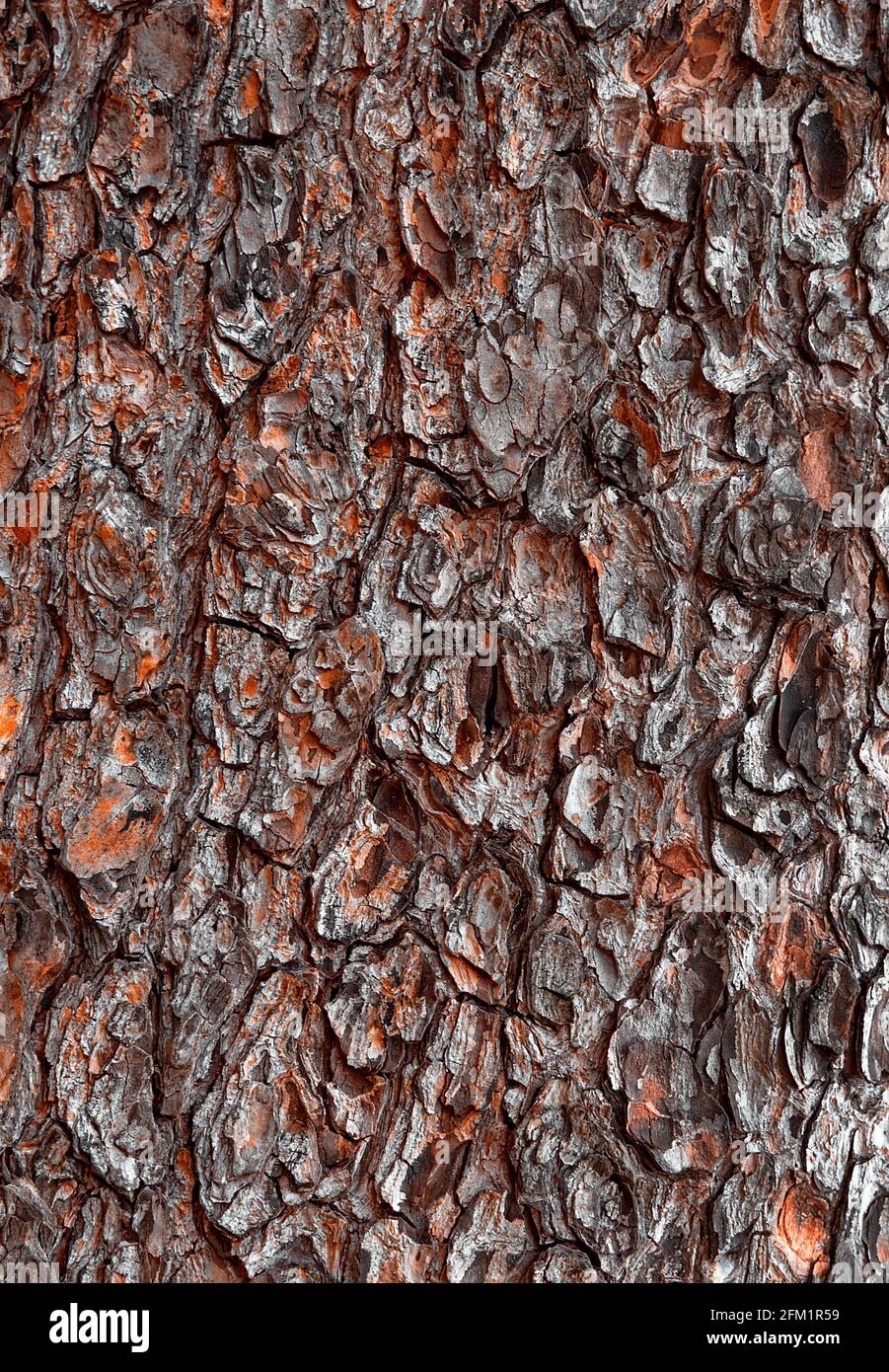 Tree bark background for your design. Abstract natural wood texture ...