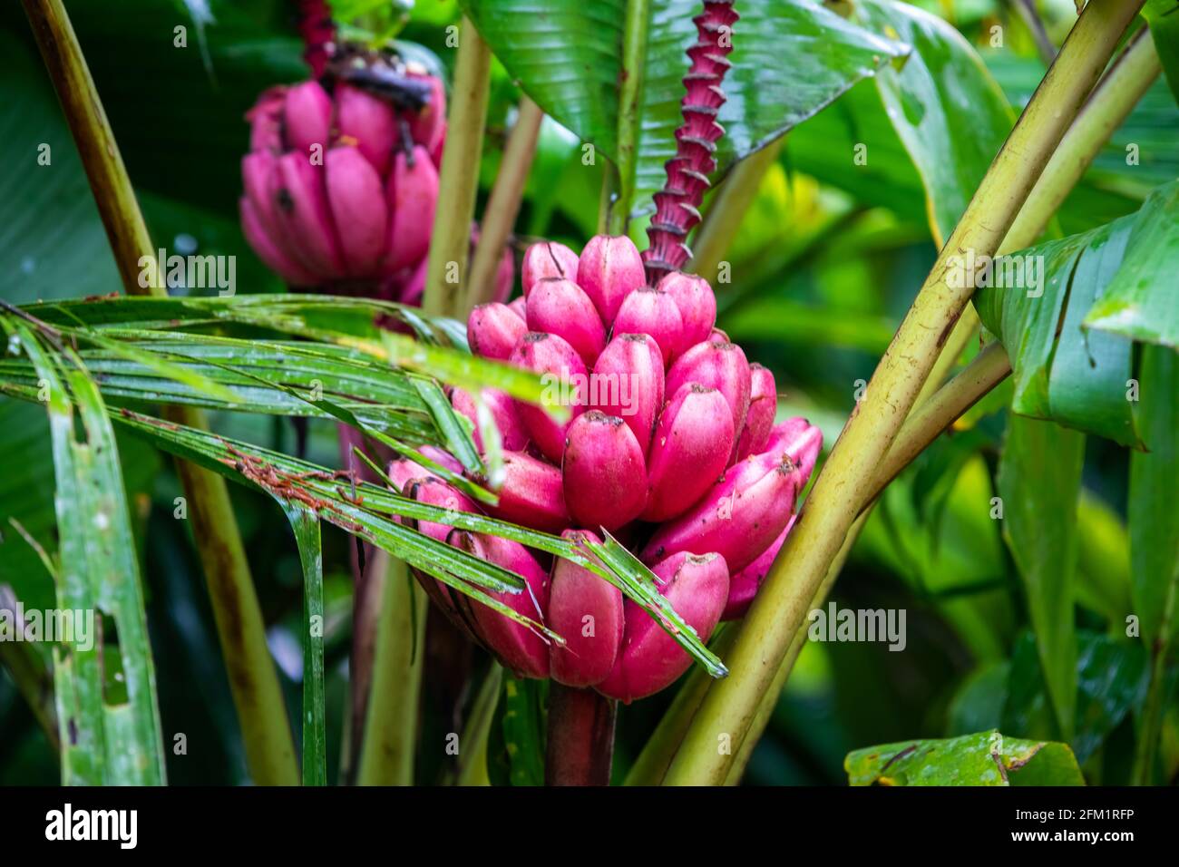 Wild red banana musa velutina hi-res stock photography and images - Alamy