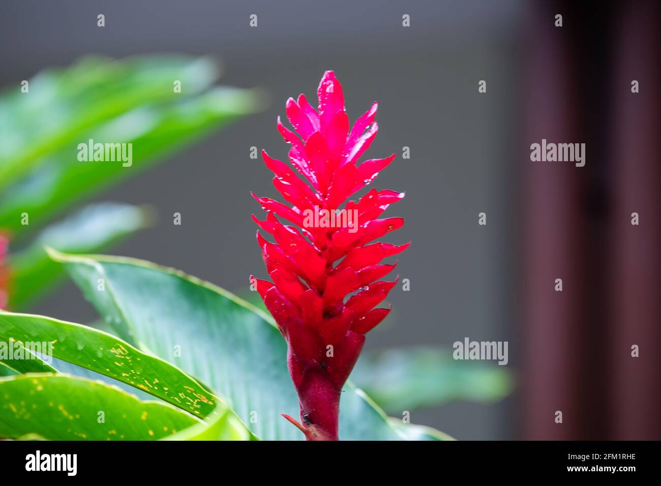 Alpinia purpurata, red ginger, ostrich plume or pink cone ginger, with ...