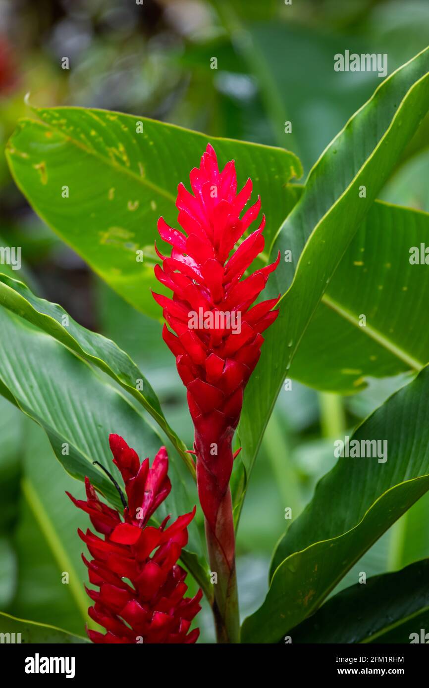 Alpinia purpurata, red ginger, ostrich plume or pink cone ginger, with ...