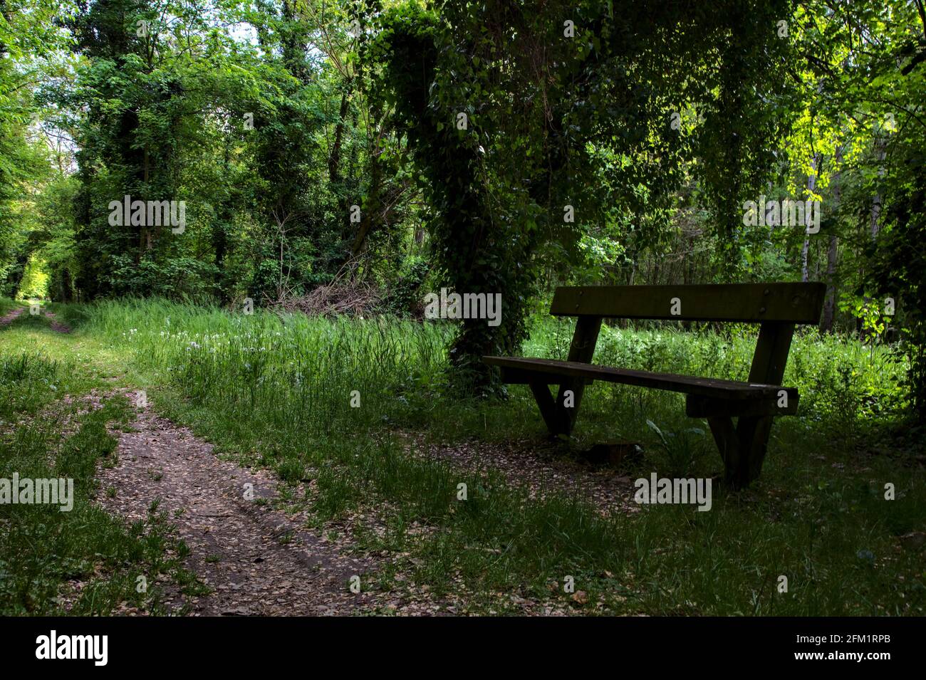 Forest path with wooden bench hi-res stock photography and images - Alamy