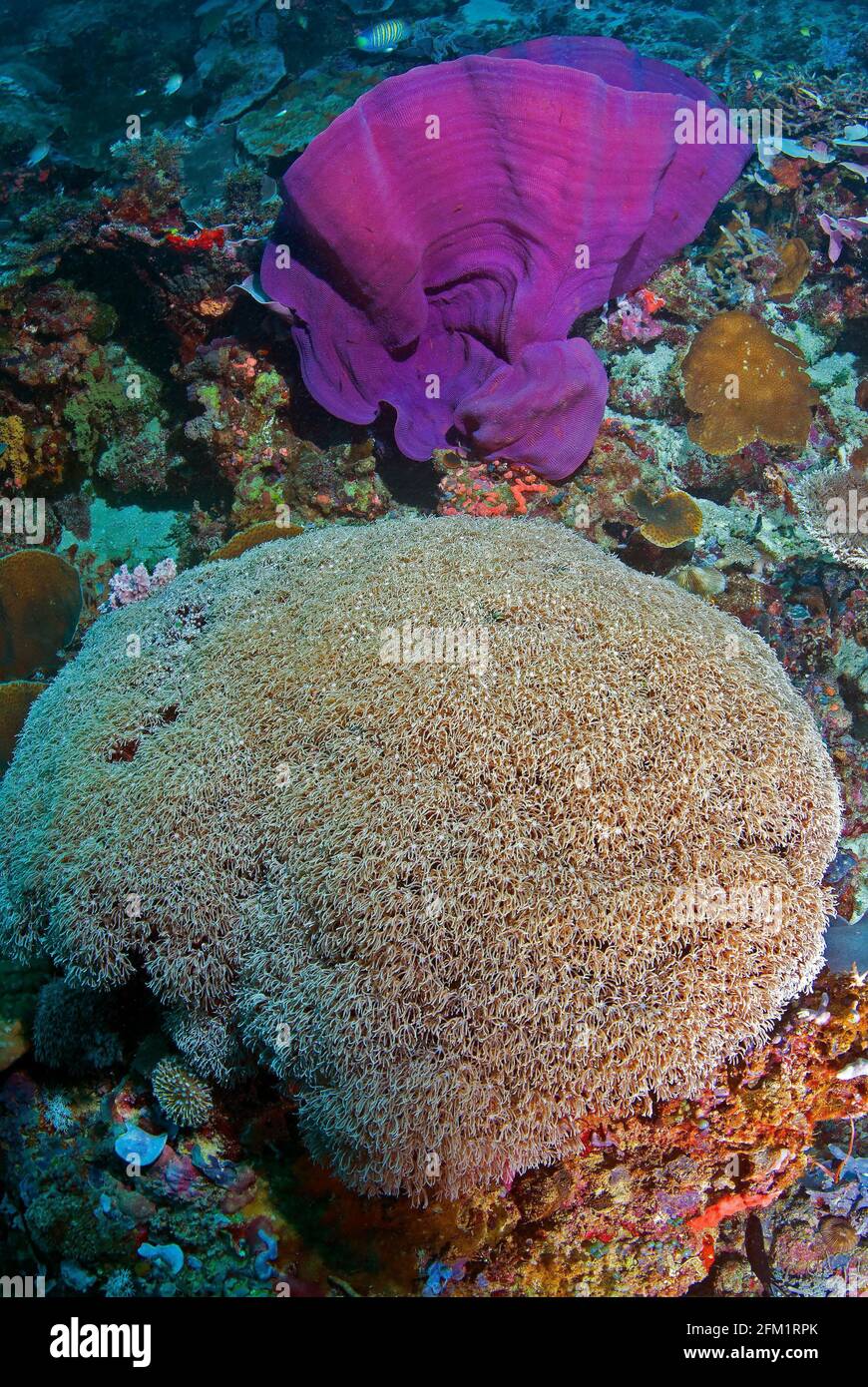 Coral head with extended polyps hi-res stock photography and images - Alamy