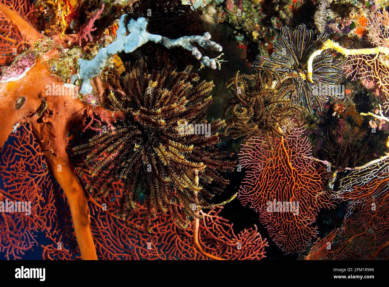 Assortment of colorful crinoids and sea fans, Solomon Islands Stock ...
