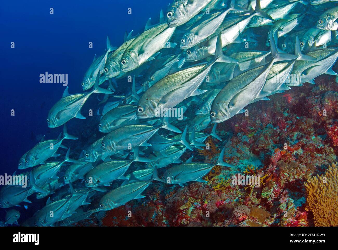 Jackfish point hi-res stock photography and images - Alamy