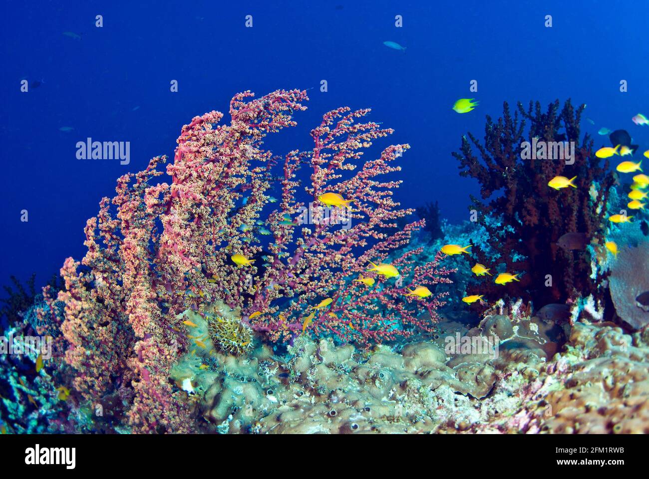 Sea fan waving in current, Twin Tunnels, Solomon Islands Stock Photo ...