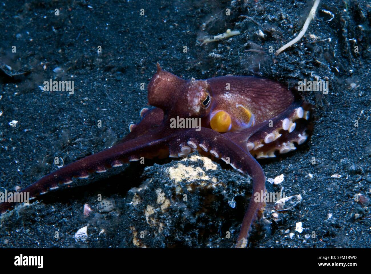 Lembeh strait indonesia hi-res stock photography and images - Alamy