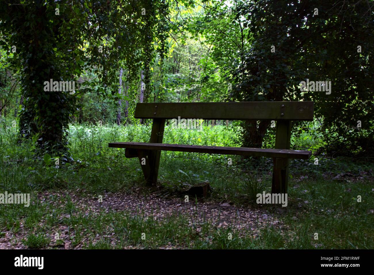 Green summer forest with a bench hi-res stock photography and images ...