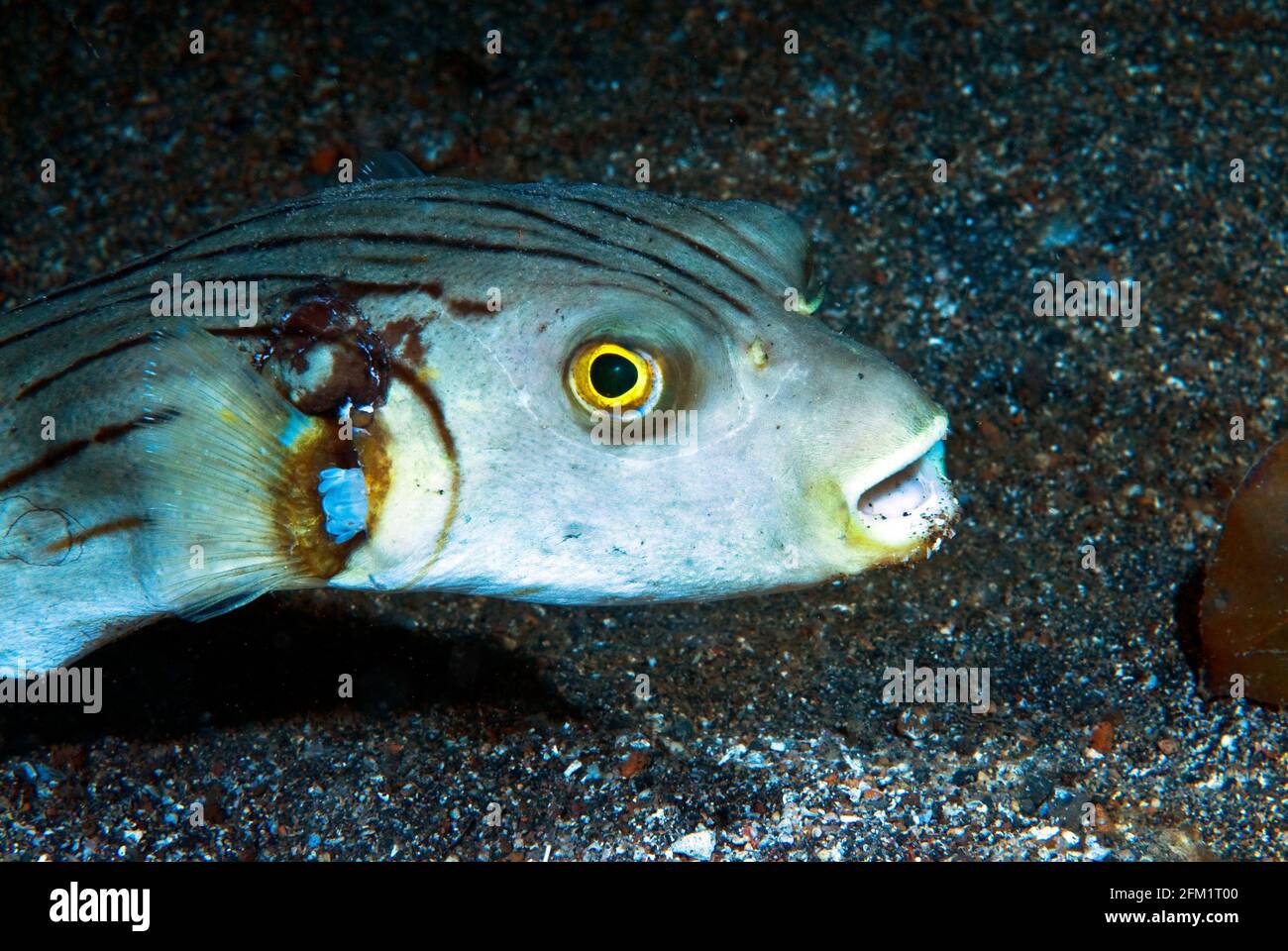 Blue-spotted Pufferfish at Bunaken Marine National Park, Sulawesi ...
