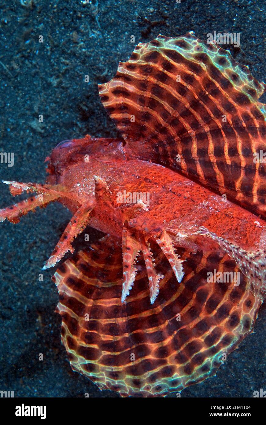 Lion Fish With Extended Pectoral Fins High Resolution Stock Photography ...