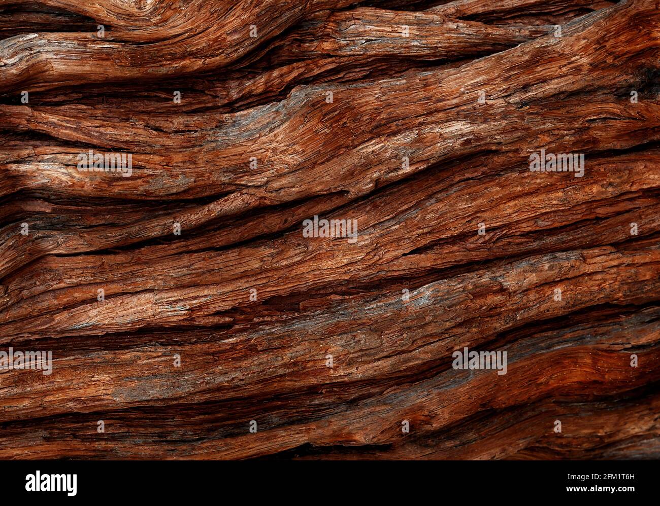 Tree bark background for your design. Abstract natural wood texture ...
