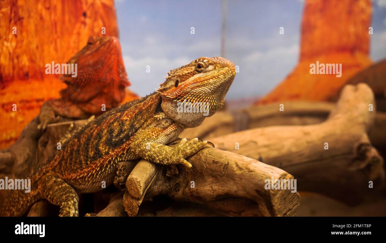 Reptile in the terrarium. Animals in the zoo. Reptile resting on a ...