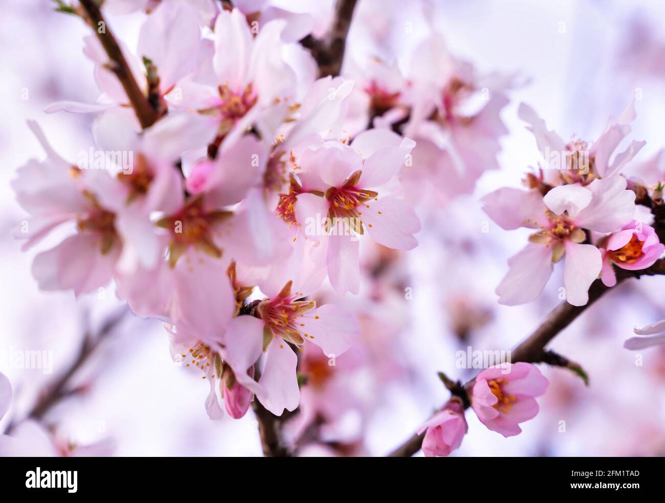 Tender pink fruit tree blossom on sunset sky background. Spring ...