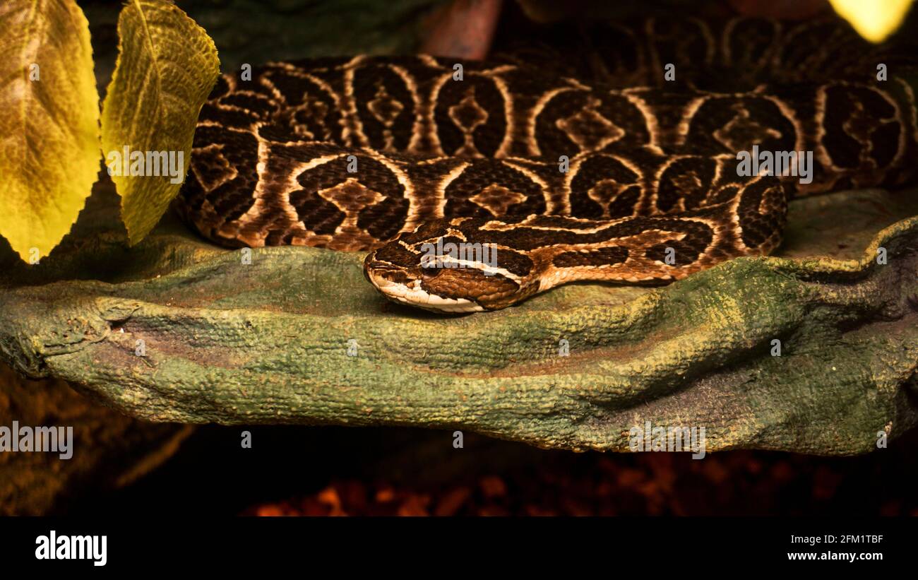 Deadly Poisonous Urutu Snake. Dangerous snake in the zoo. Terrarium ...