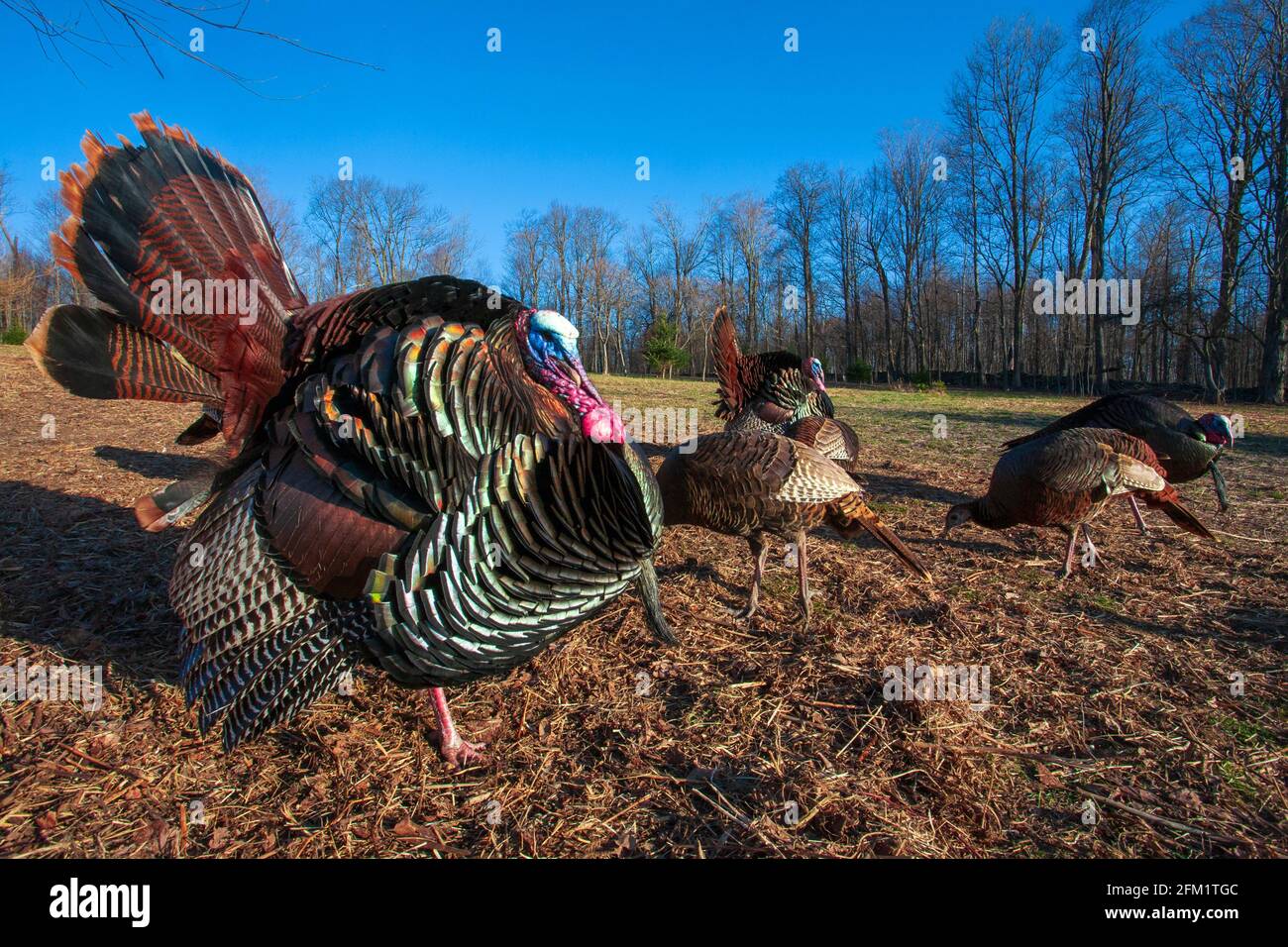 Wild Turkey feeding in an old field on a spring morning during mating ...