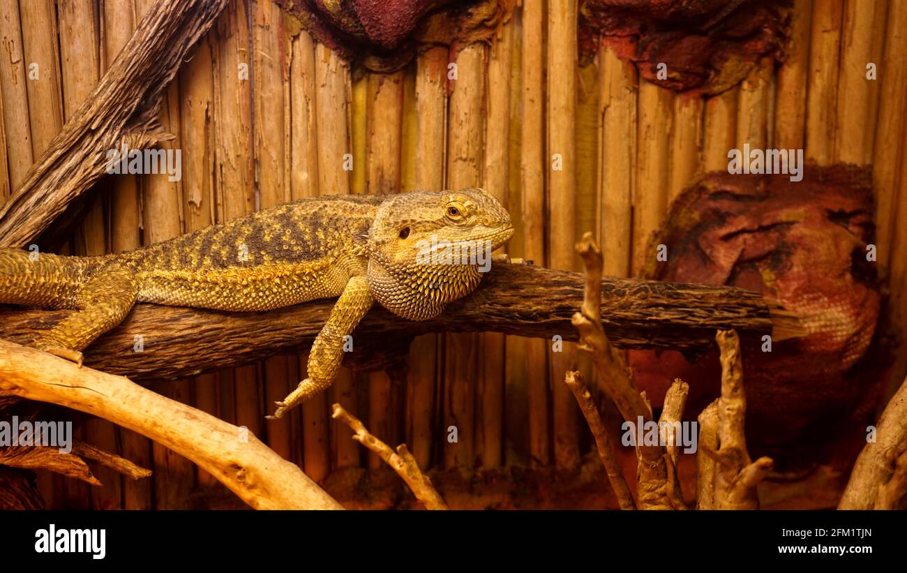 Reptile in the terrarium. Animals in the zoo. Reptile resting on a ...