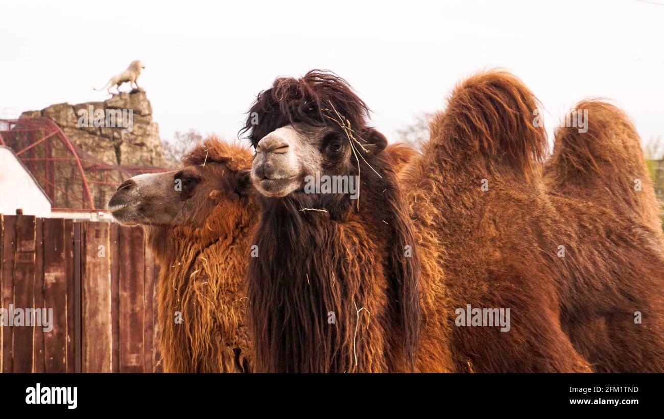 Close up photo of two camels heads. Animals in the zoo. Camels in a zoo ...