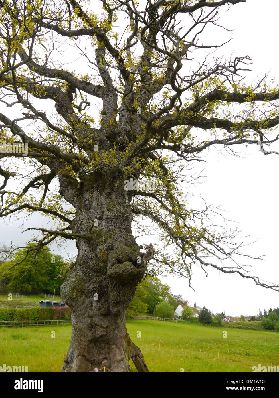 Twisted Oak Tree Tattoo