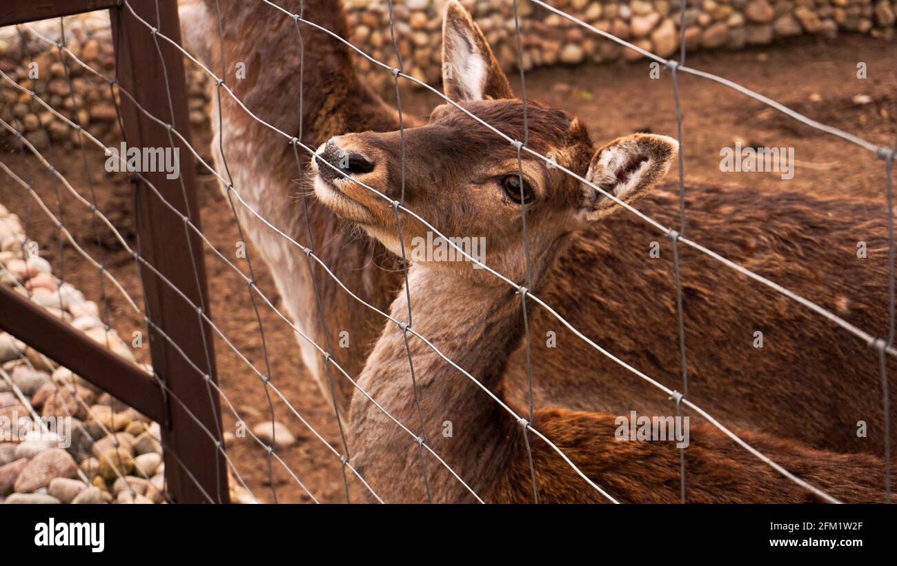 Roe deer in the cage of the zoo. Photo of an animal behind an iron net ...