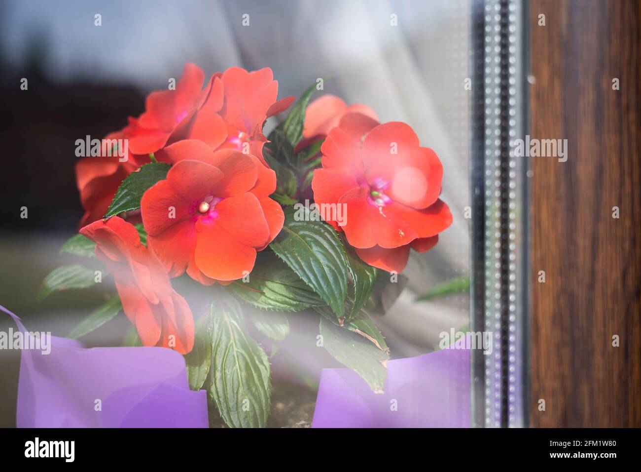 Red balsam hi-res stock photography and images - Alamy