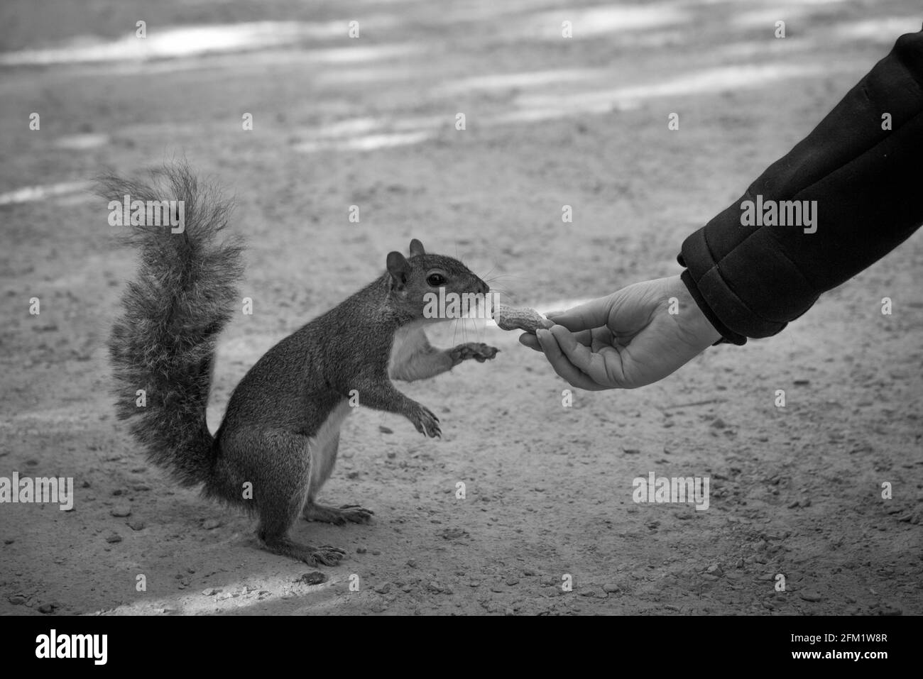Squirrels in london Black and White Stock Photos & Images - Alamy